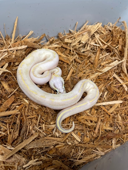 Super Pastel Highway Ball Python by B.a.d. Balls