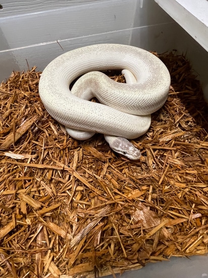 Pastave Bel Ball Python by B.a.d. Balls