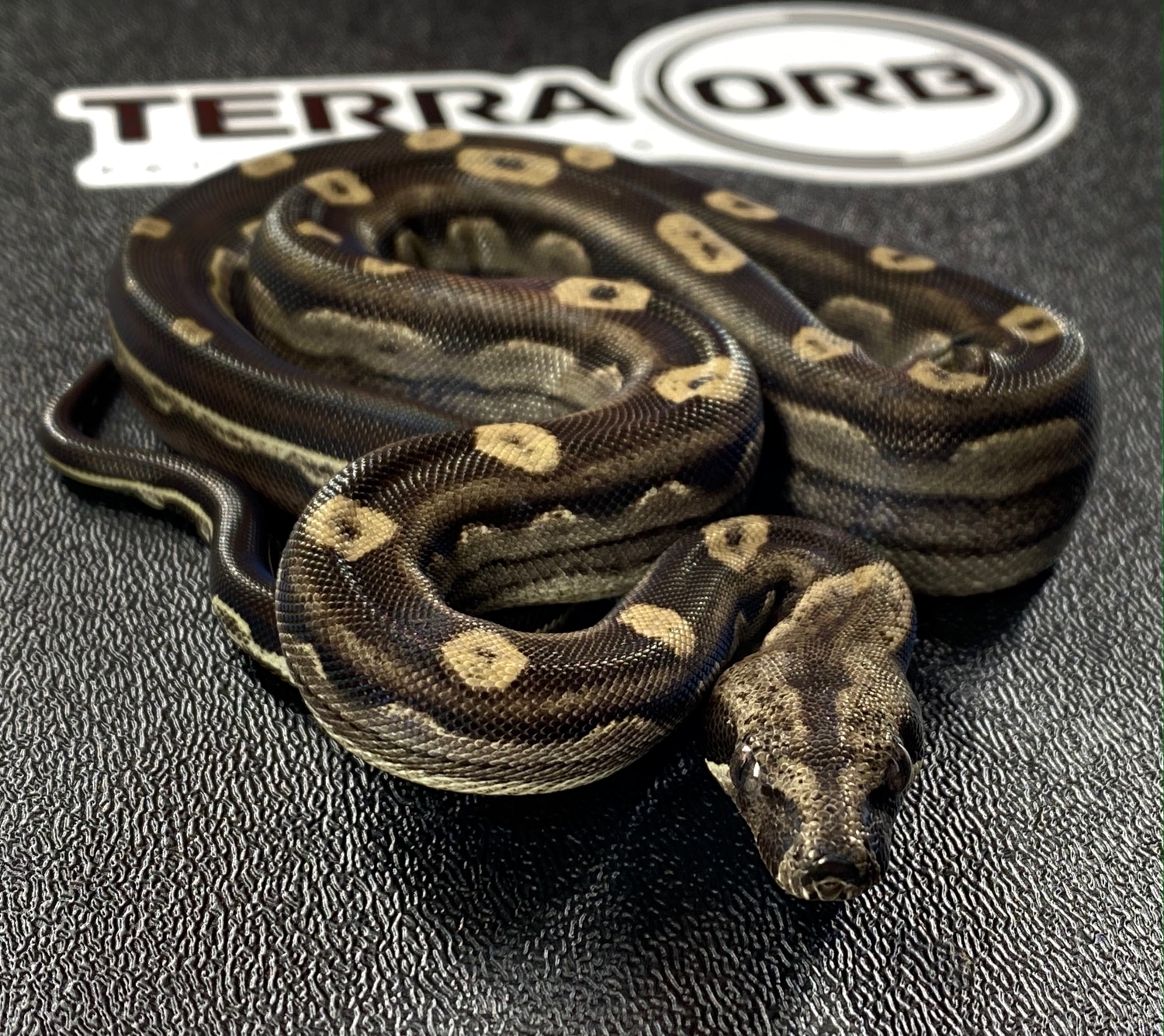 2020 Male Motley Type 1 Anery IMG Boa Constrictor by Terrapin Station ...