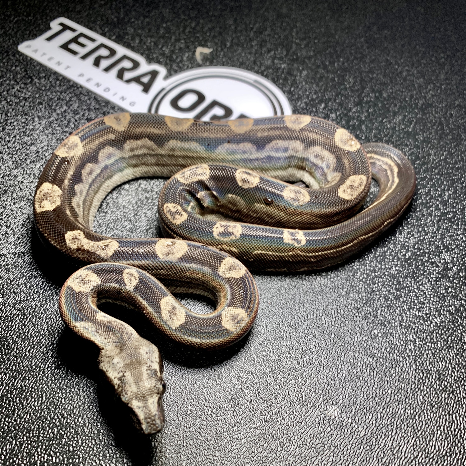 2020 Male Motley IMG Type 1 Anery Boa Constrictor by Terrapin Station ...