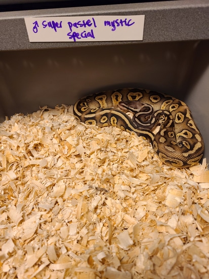 Super Pastel Mystic Ball Python by To Valhalla Reptiles