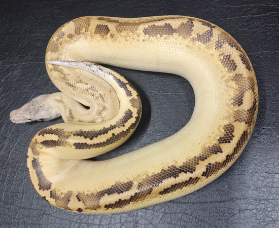 Ivory Blood Python by To Valhalla Reptiles