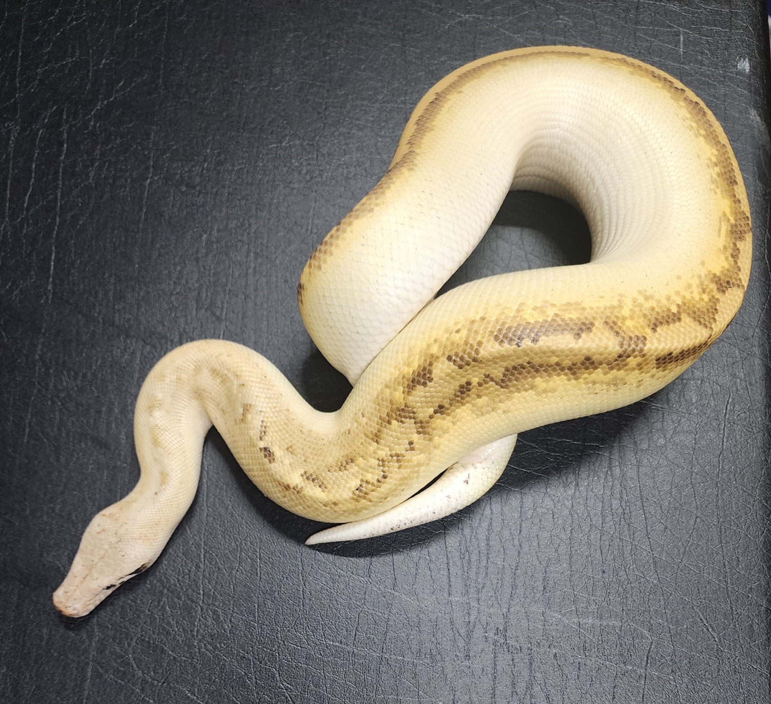 Ivory Blood Python by To Valhalla Reptiles - MorphMarket