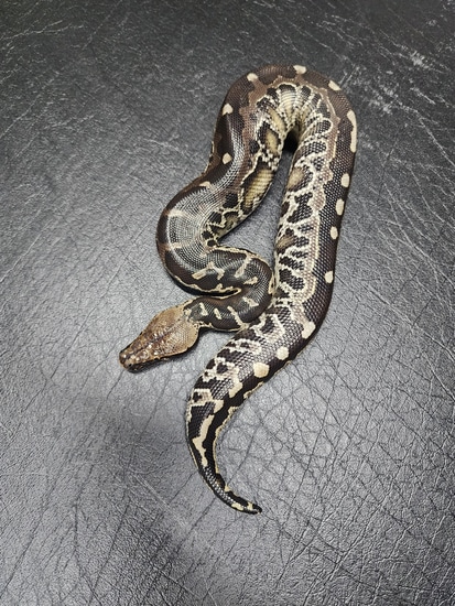 Sumatran Sumatran Short-Tailed Python by To Valhalla Reptiles