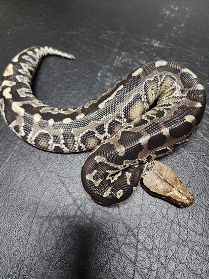 Chrome Sumatran Sumatran Short-Tailed Python by To Valhalla Reptiles