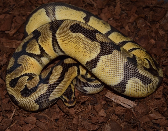 Pastel Enchi Ball Python by Vaginal Squirt Exotics