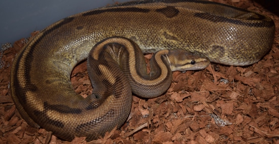 Genetic Stripe Ball Python by Vaginal Squirt Exotics