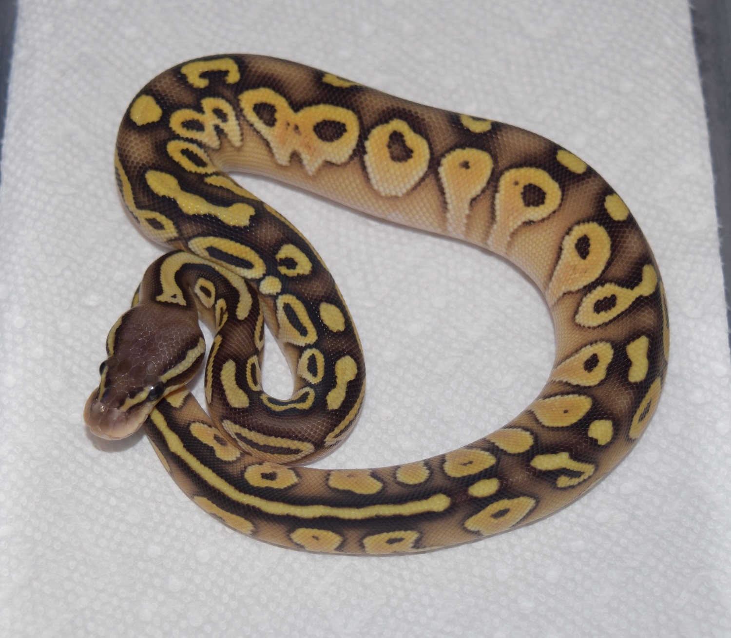 Pastel Butter Ball Python by BMT Reptile Group - MorphMarket