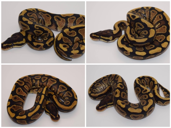 Yellowbelly (4 Pack) Ball Python by Vaginal Squirt Exotics