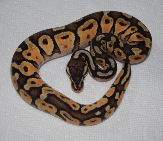 Pastel Ball Python by Vaginal Squirt Exotics