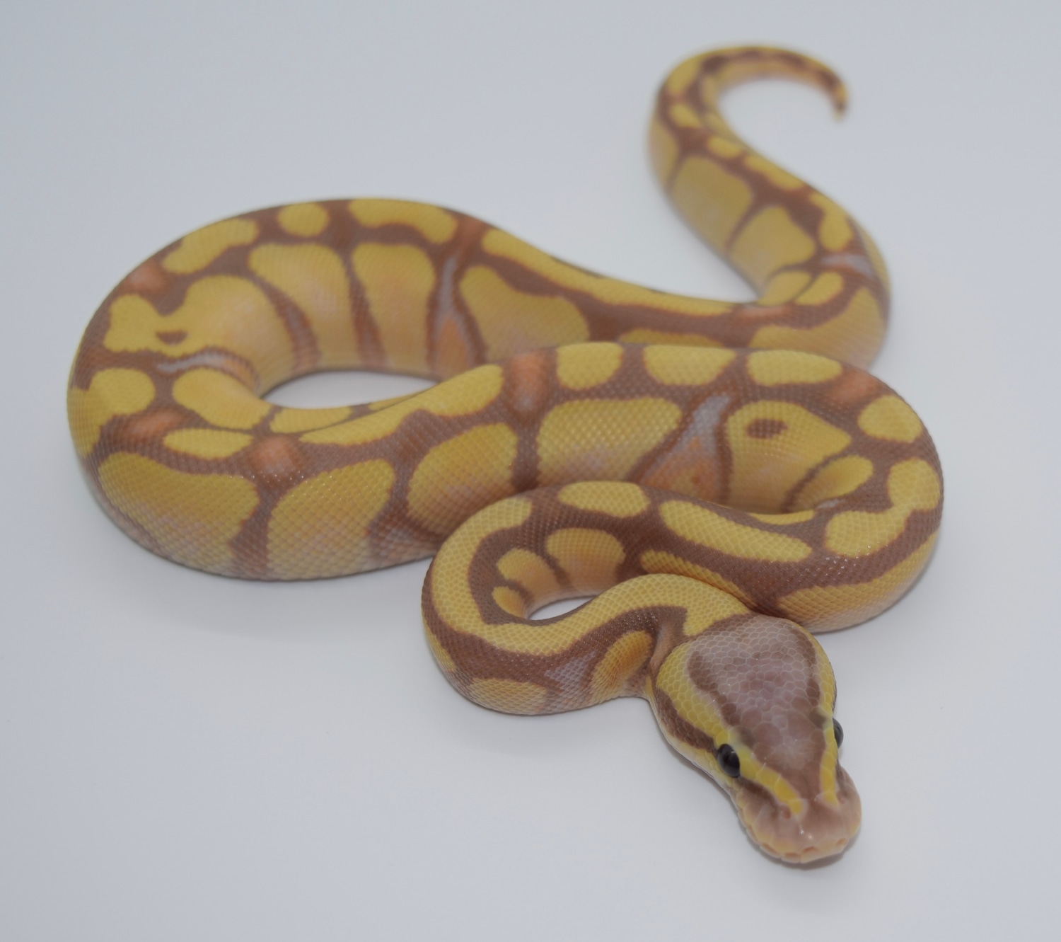 Super Pastel Banana Enchi Het Genetic Stripe Ball Python by BMT Reptile ...