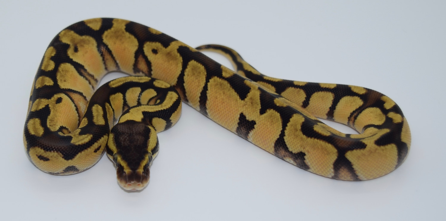 Pastel Enchi Het Genetic Stripe Ball Python by BMT Reptile Group ...