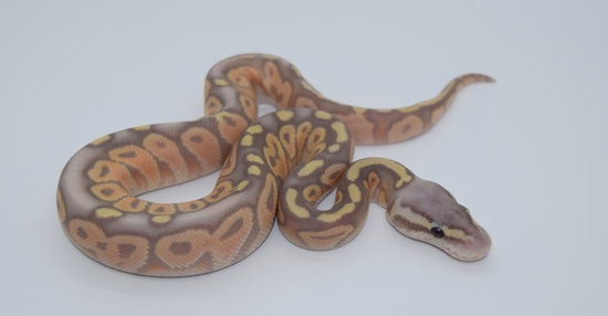 Banana Sterling Ball Python by Vaginal Squirt Exotics