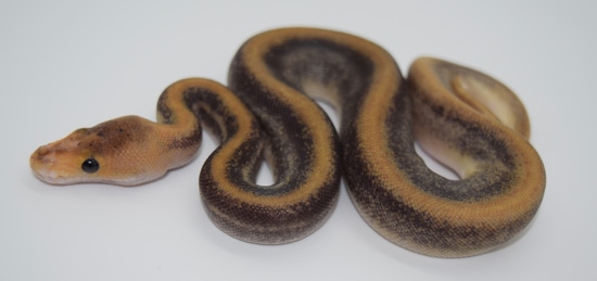 Champagne Pinstripe Scaleless Head Ball Python by Vaginal Squirt Exotics