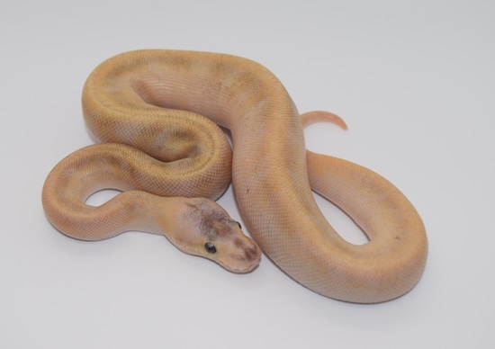 Pastel Champagne Ball Python by Vaginal Squirt Exotics