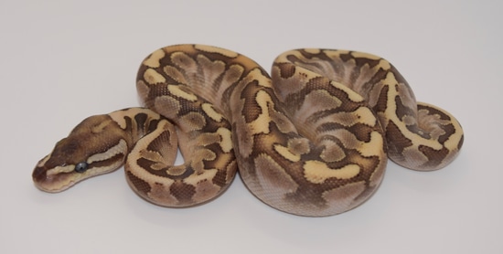 Bamboo Yellowbelly Ball Python by Vaginal Squirt Exotics