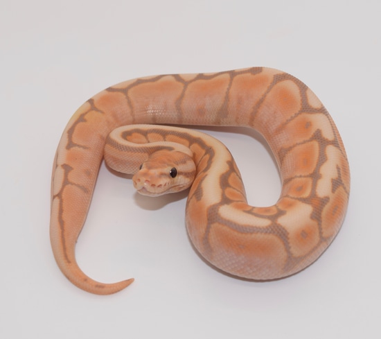 Banana Cinnamon Spider Ball Python by Vaginal Squirt Exotics
