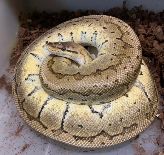 Lemonblast BREEDER Ball Python by Vaginal Squirt Exotics