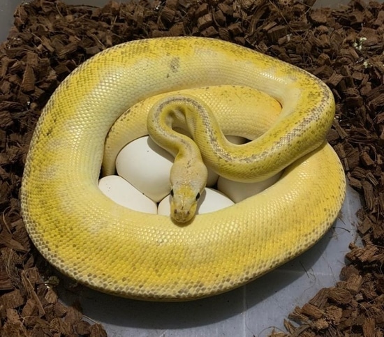 Lemonblast Champagne Ball Python by Vaginal Squirt Exotics