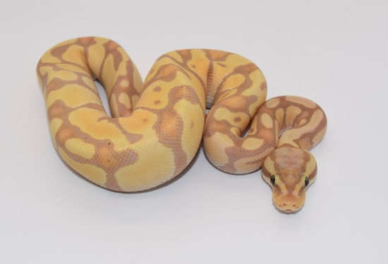Banana Enchi Pastel Het Gstripe Ball Python by Vaginal Squirt Exotics