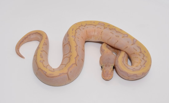 Banana Killerblast Het Gstripe Ball Python by Vaginal Squirt Exotics