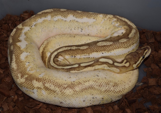 Pastel Butter Sugar BREEDER Ball Python by Vaginal Squirt Exotics