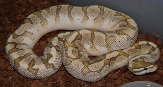 Bamboo Spark BREEDER Ball Python by Vaginal Squirt Exotics