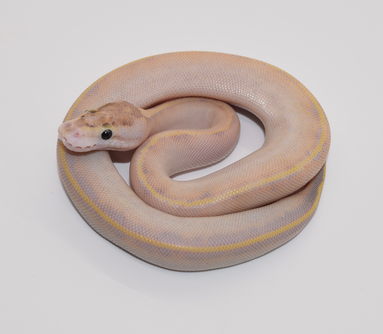 Ivory Ball Python by BMT Reptile Group - MorphMarket