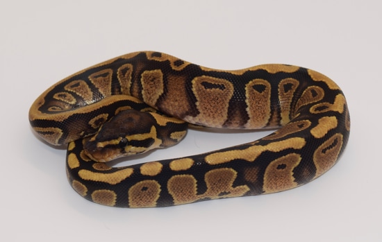 Yellowbelly Ball Python by Vaginal Squirt Exotics