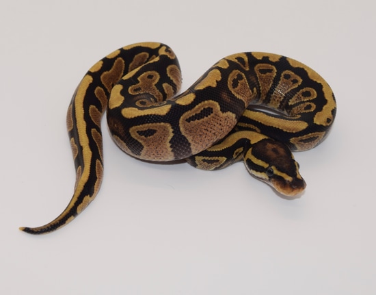 Spark Ball Python by Vaginal Squirt Exotics