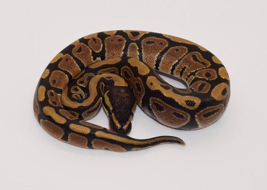 Normal Ball Python by Vaginal Squirt Exotics