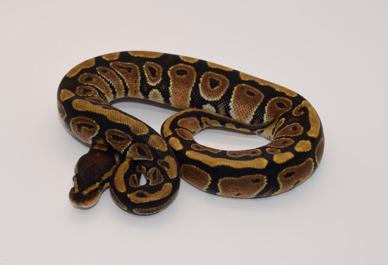 Normal Ball Python by Vaginal Squirt Exotics