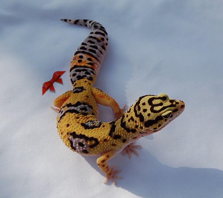 Lavender Bold Tangerine Leopard Gecko by Bold & Bright Geckos - MorphMarket