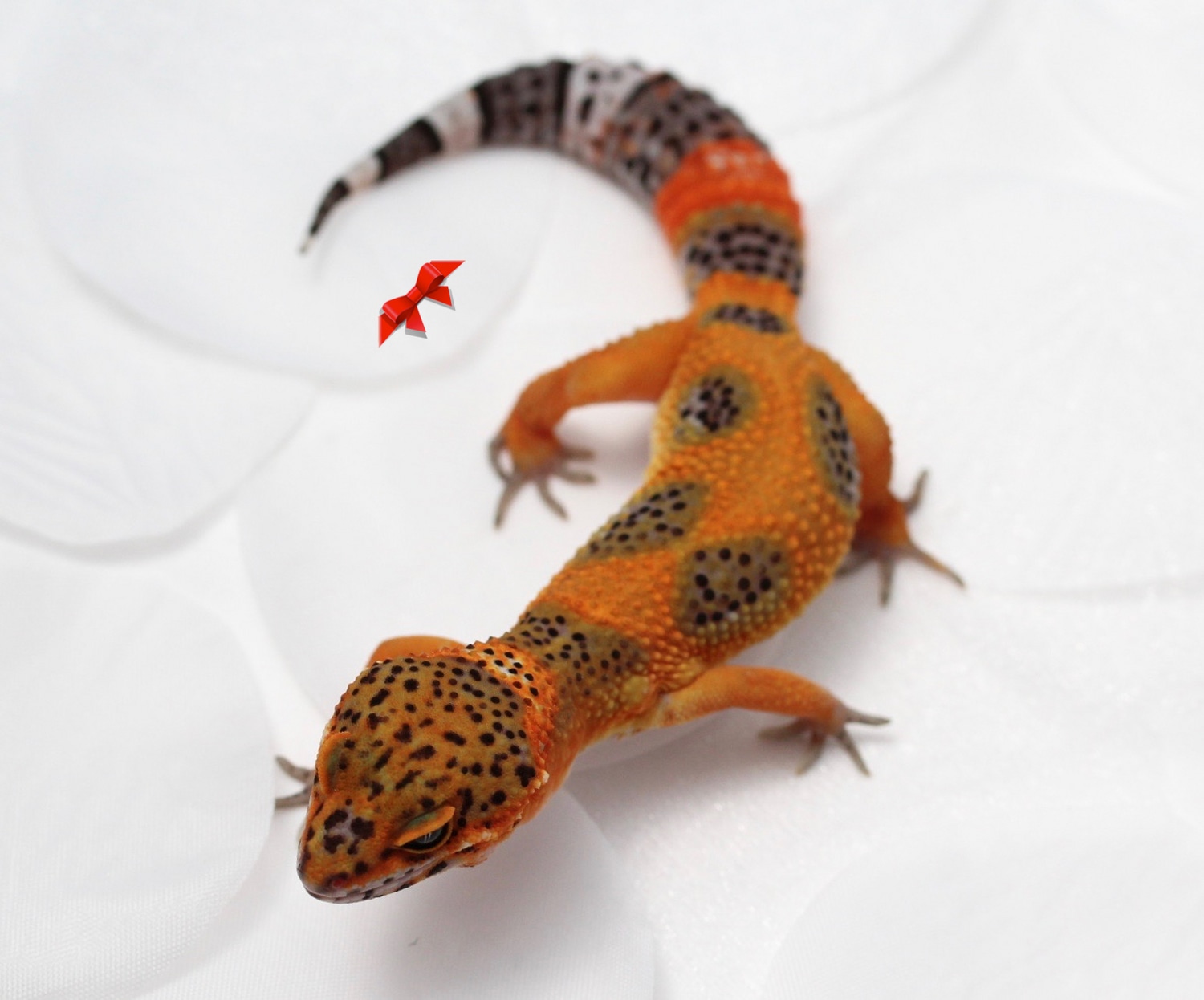 Melanistic Tangerine Leopard Gecko by Bold & Bright Geckos - MorphMarket