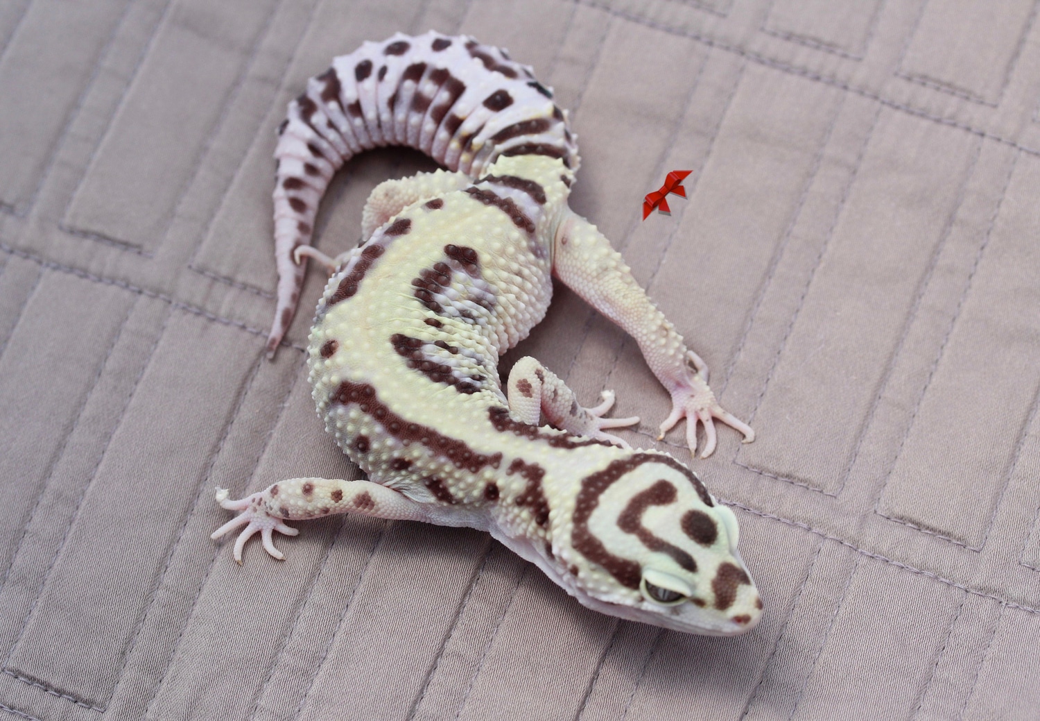 Lavender Bandit Leopard Gecko by Bold & Bright Geckos - MorphMarket