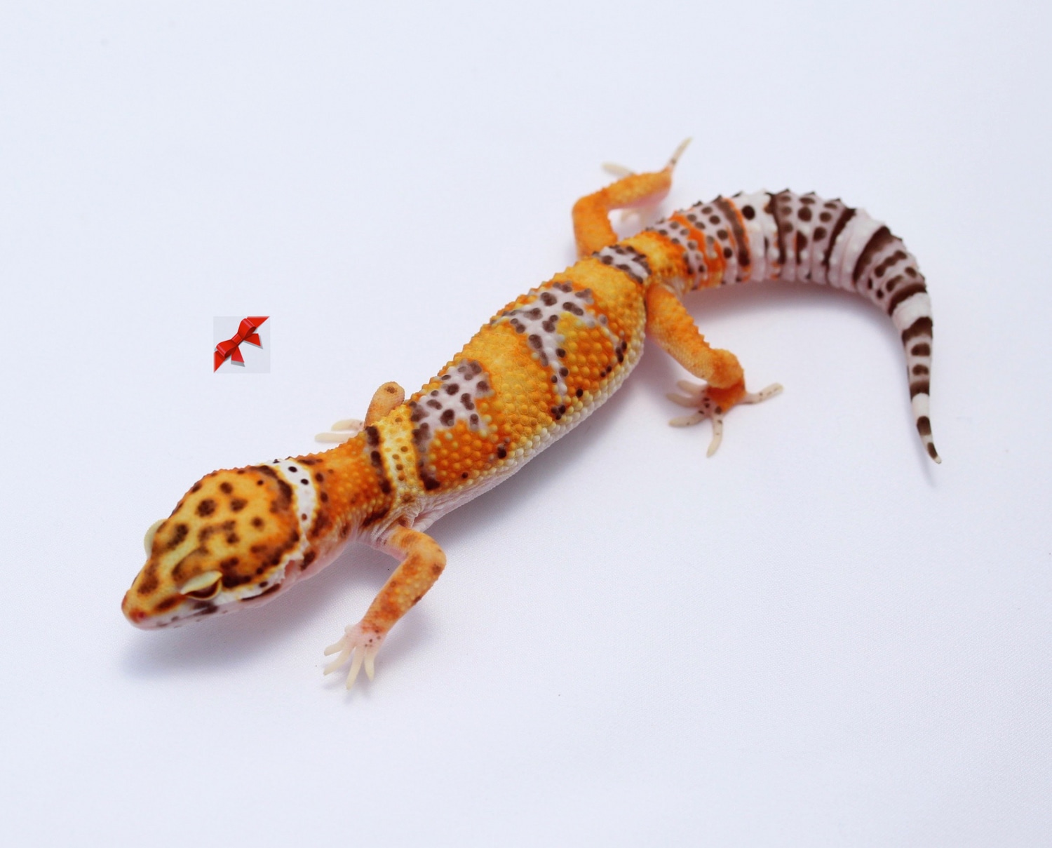 Snow Tangerine Bell Leopard Gecko by Bold & Bright Geckos - MorphMarket