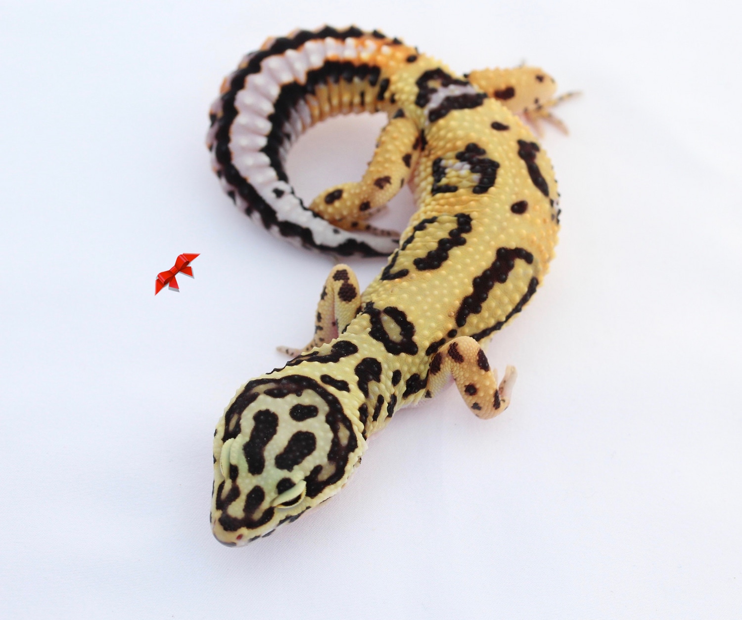 Bold Bandit Leopard Gecko by Bold & Bright Geckos - MorphMarket