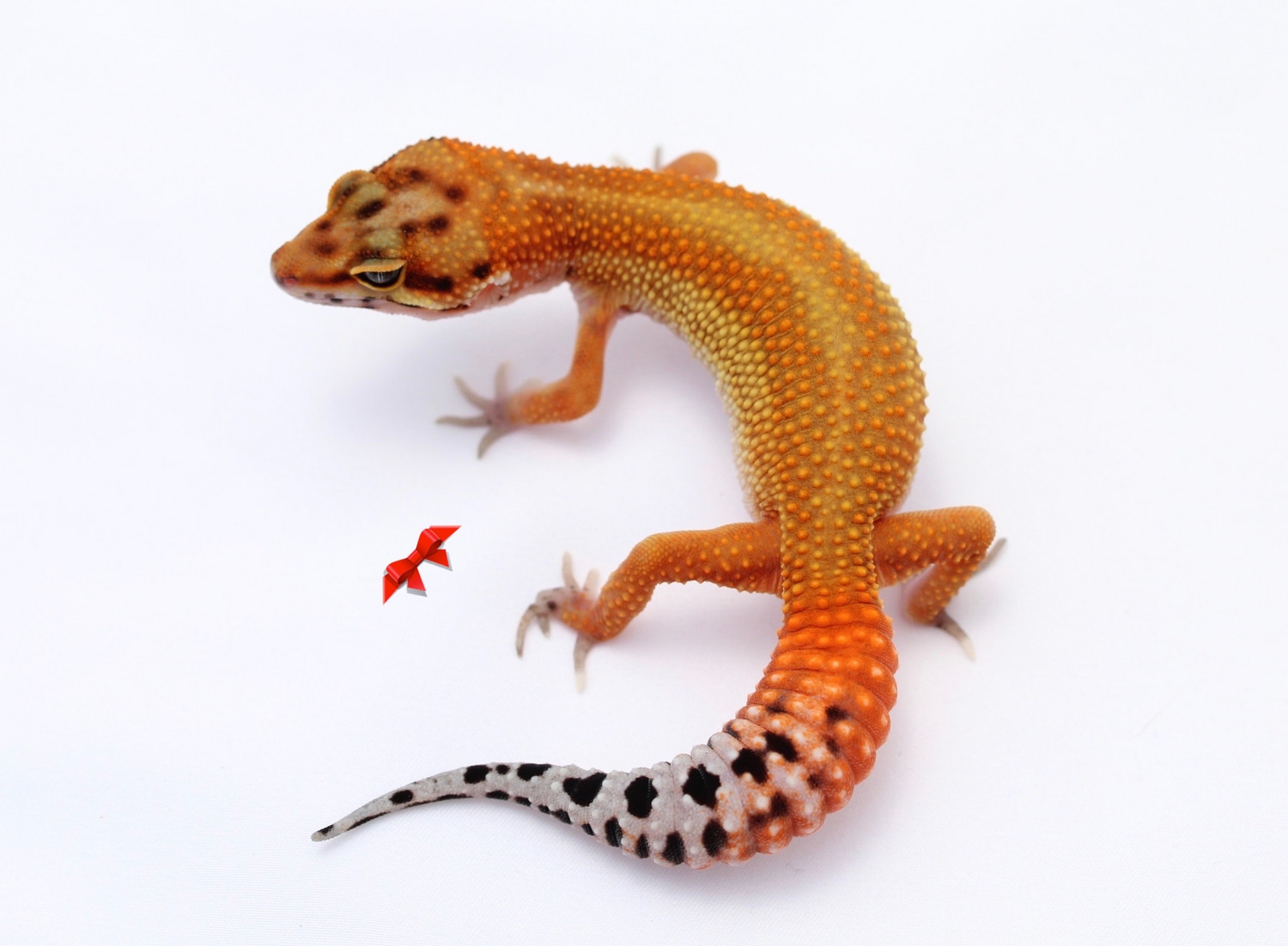 Reverse Stripe Tangerine Leopard Gecko by Bold & Bright Geckos ...