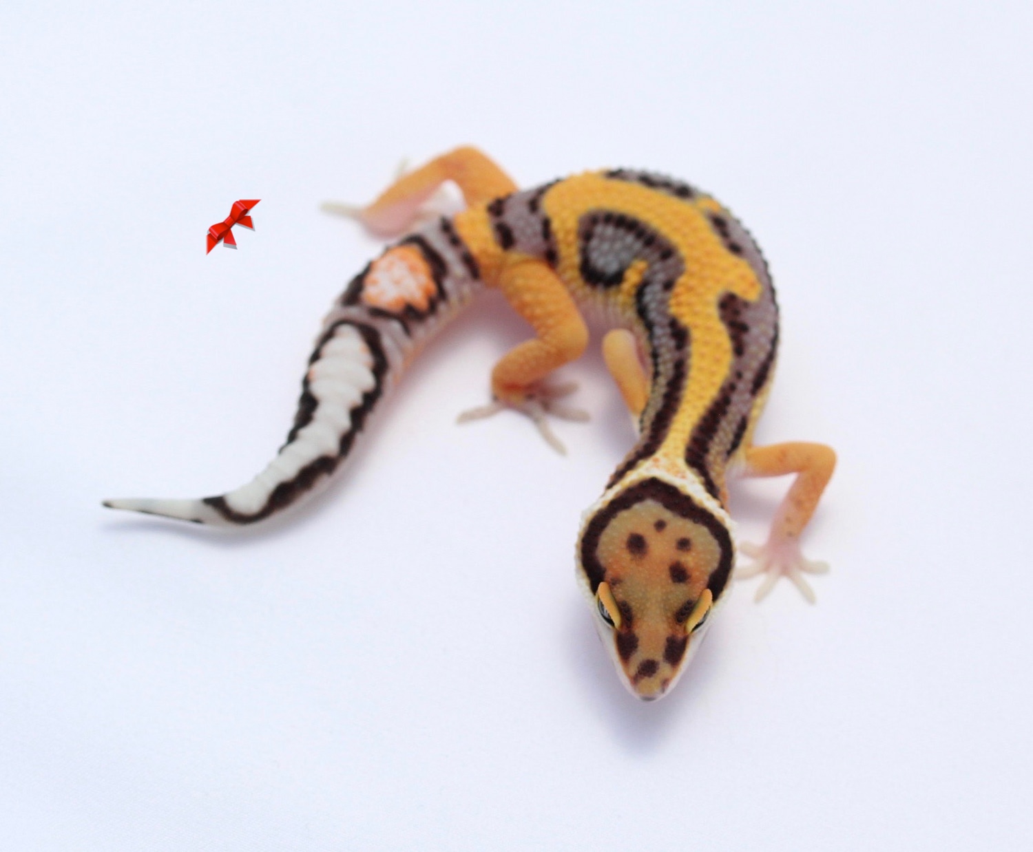 Firebold X Bold Tangerine Leopard Gecko by Bold & Bright Geckos ...