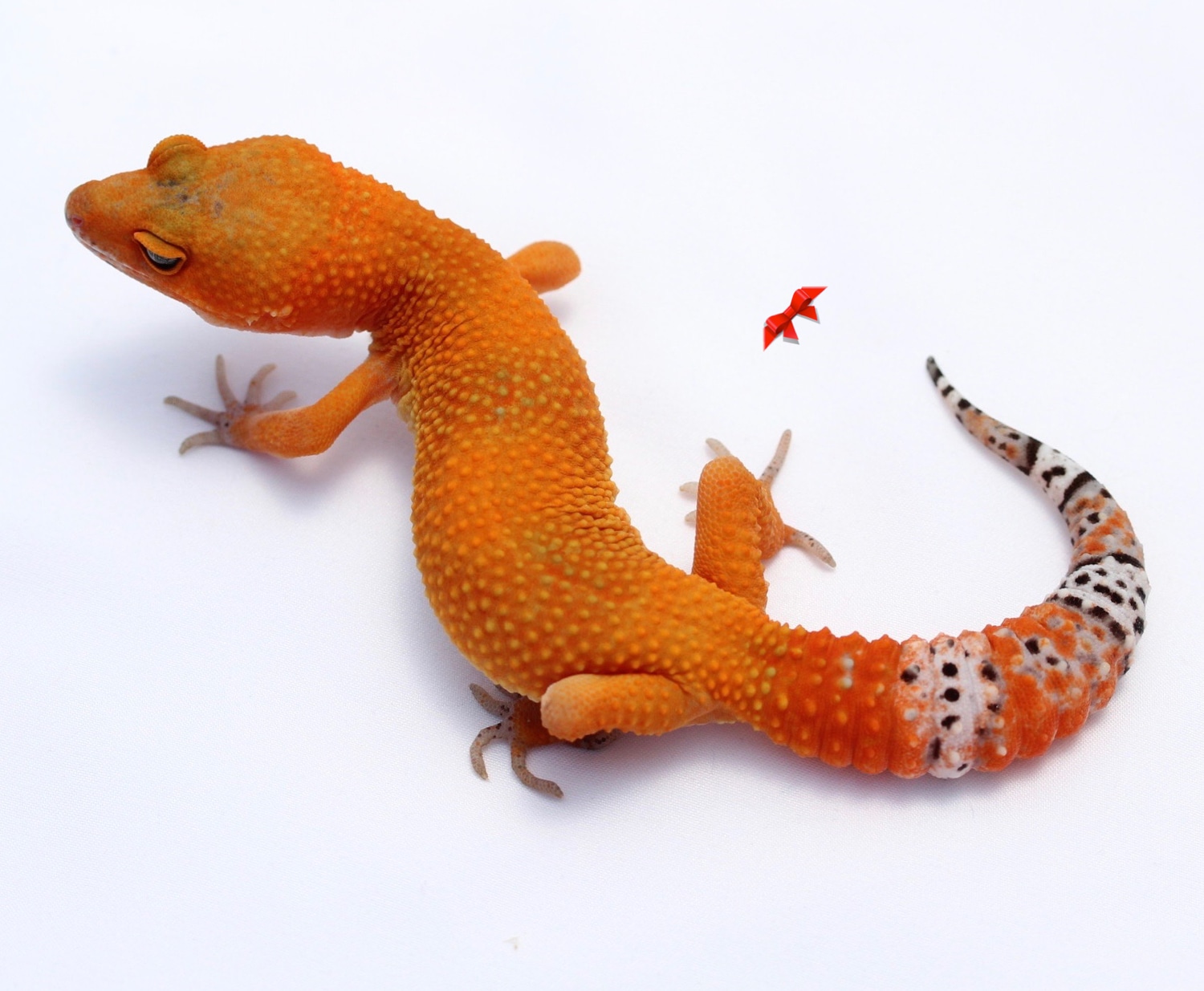 Tangerine Leopard Gecko by Bold & Bright Geckos - MorphMarket