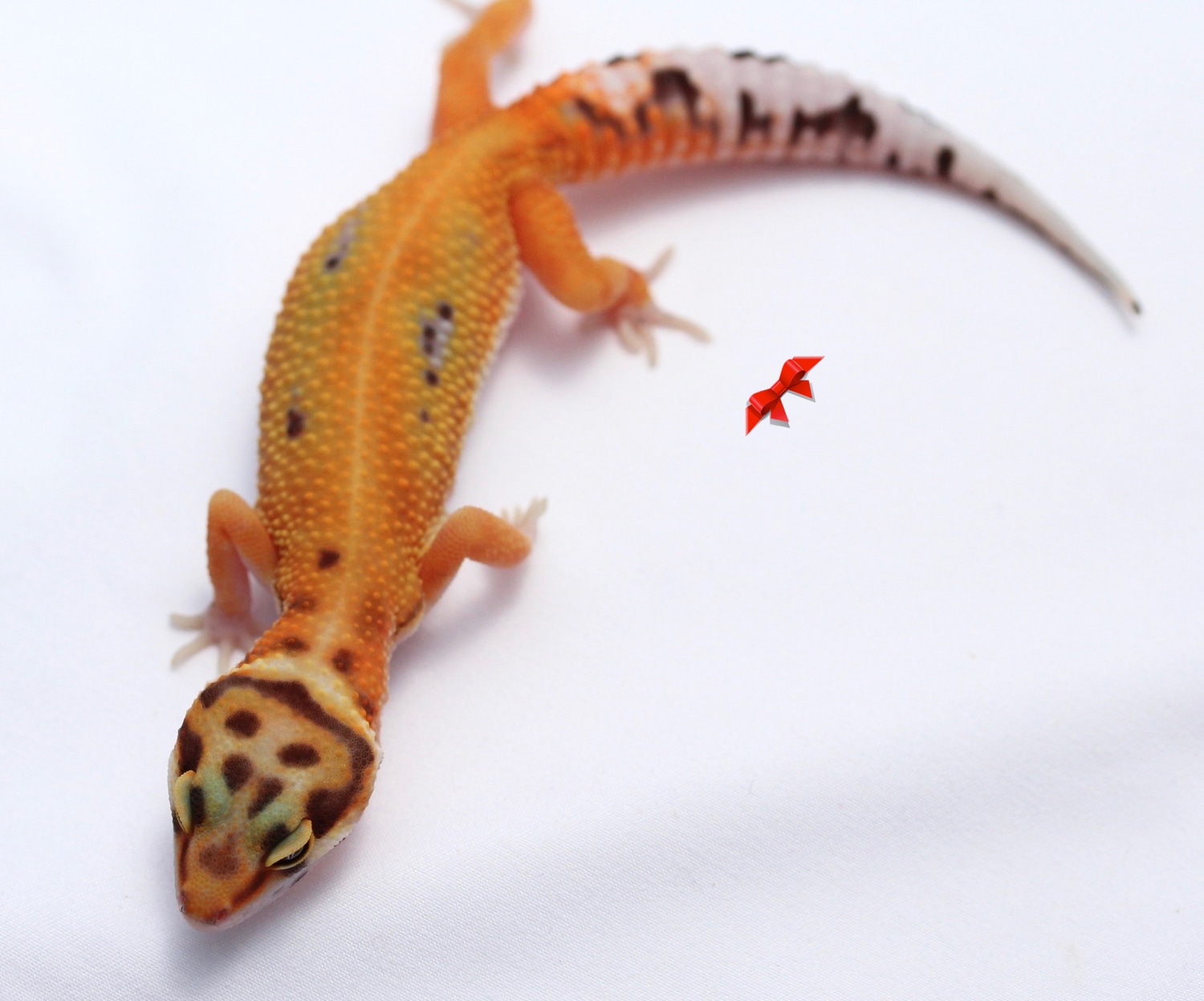 Blood Emerine Cross Leopard Gecko by Bold & Bright Geckos - MorphMarket