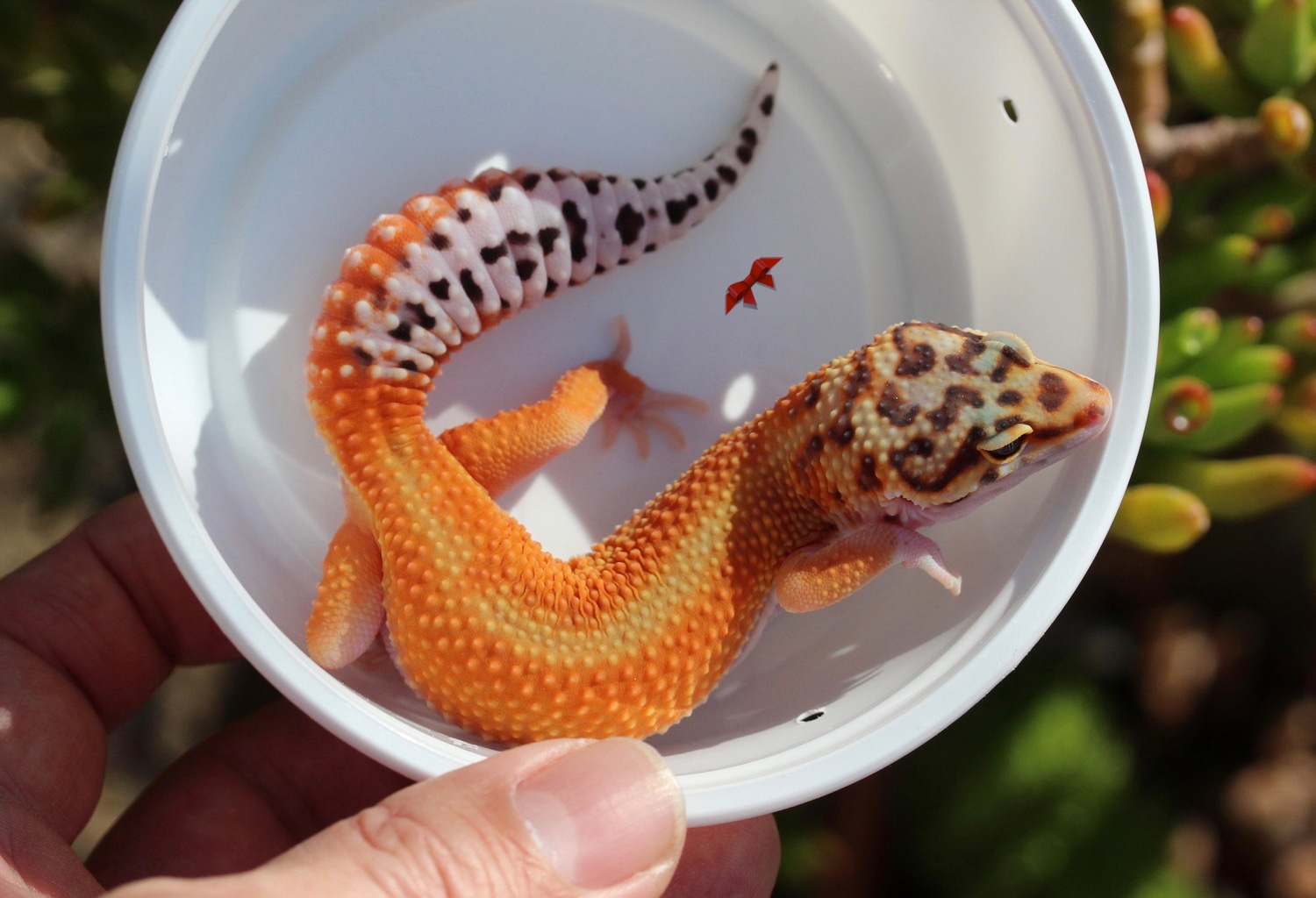 Reverse Stripe Extreme Emerine X G Leopard Gecko by Bold & Bright ...
