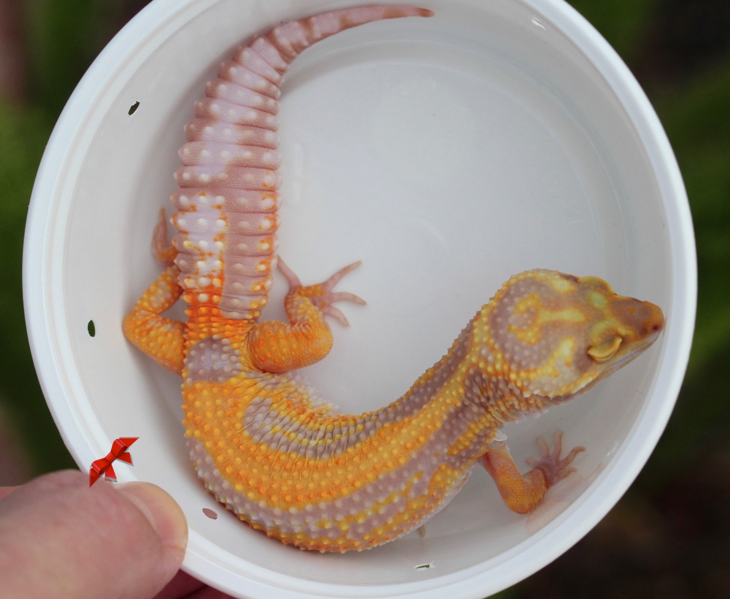Lavender Bold Tangerine Tremper Leopard Gecko by Bold & Bright Geckos ...