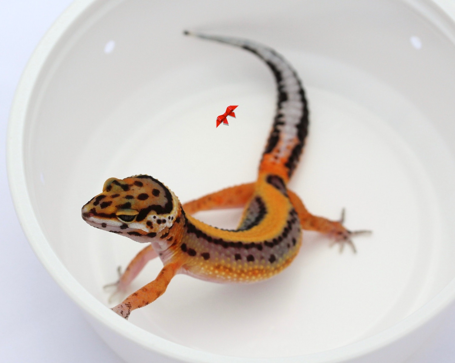 Bold Tangerine Leopard Gecko by Bold & Bright Geckos - MorphMarket