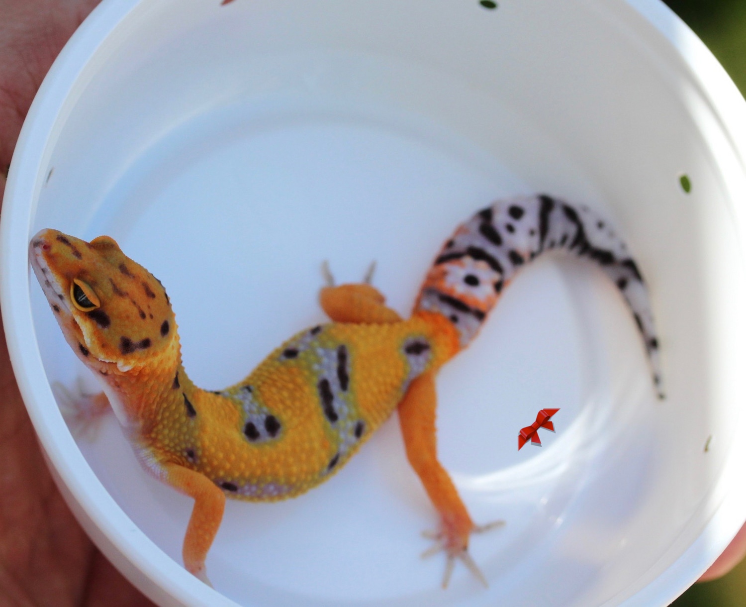 Clown-G Leopard Gecko by Bold & Bright Geckos - MorphMarket
