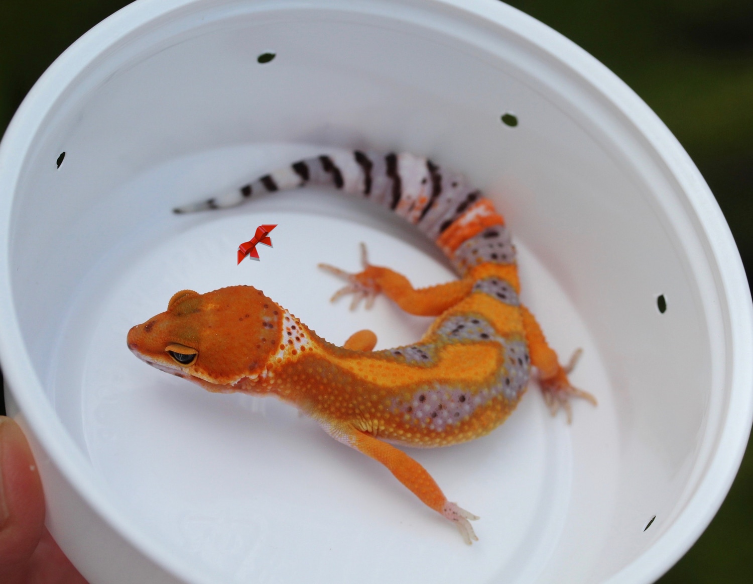 Red Diamond Inferno Tangerine Leopard Gecko by Bold & Bright Geckos ...