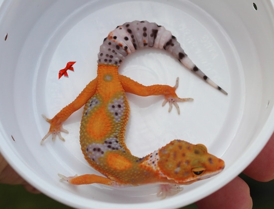 Tangerine Leopard Gecko by Bold & Bright Geckos - MorphMarket
