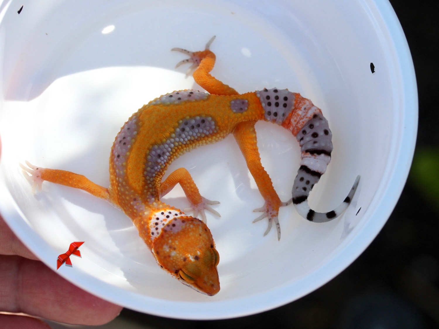 Red Diamond Inferno Tangerine Leopard Gecko by Bold & Bright Geckos ...