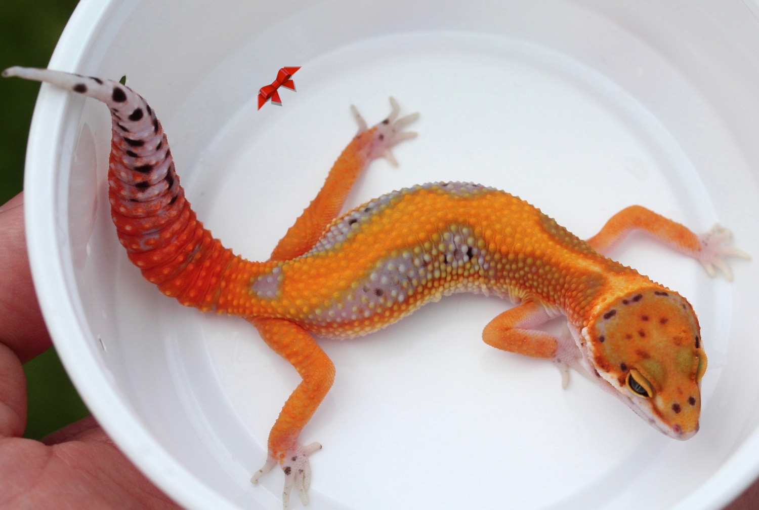 Red Diamond Clown-G Leopard Gecko by Bold & Bright Geckos - MorphMarket