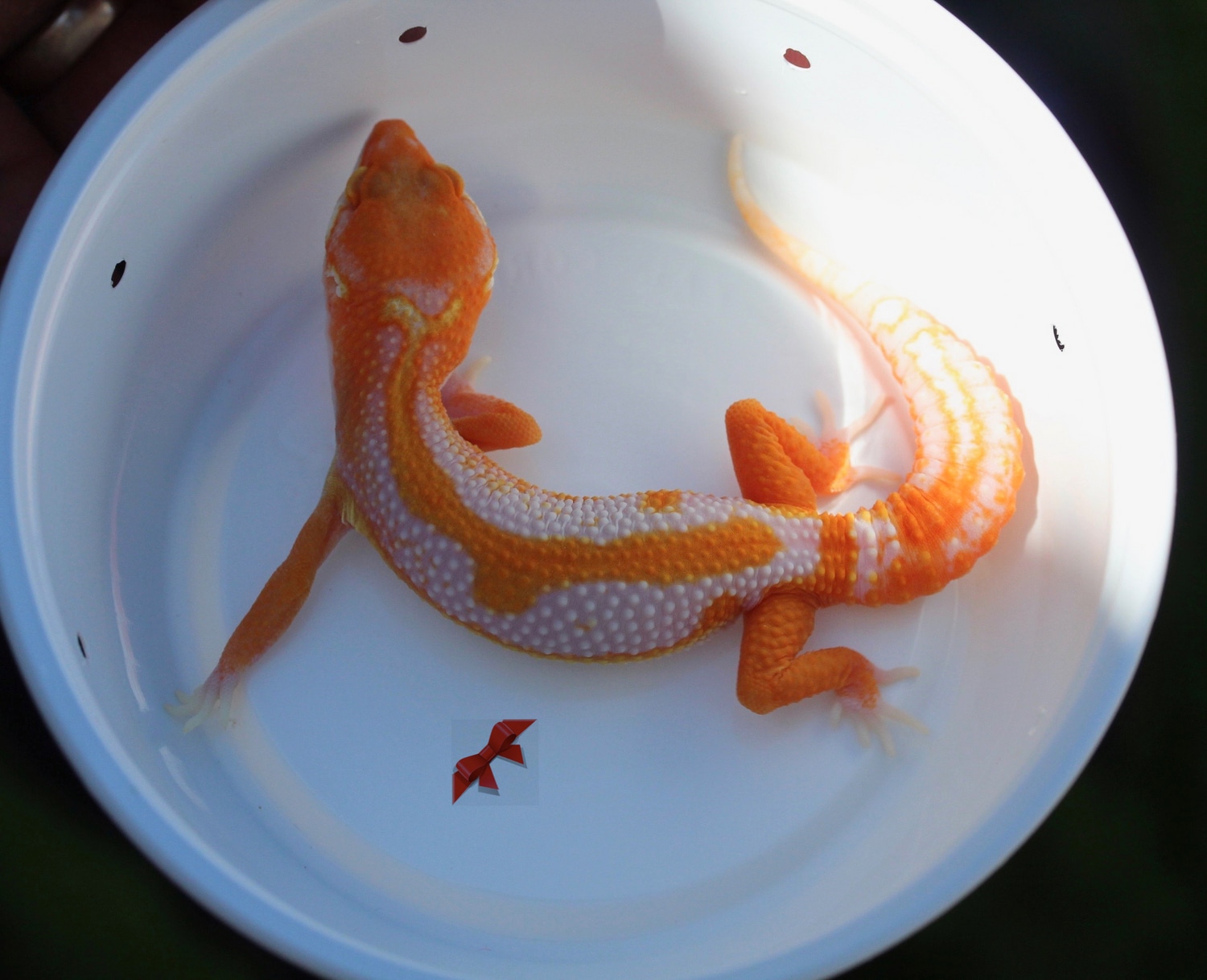 Red Diamond Tremper Leopard Gecko by Bold & Bright Geckos - MorphMarket